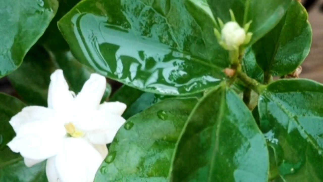 first flower of home plant Arabian jasmine|| Motiya Ka pehla Phool ...