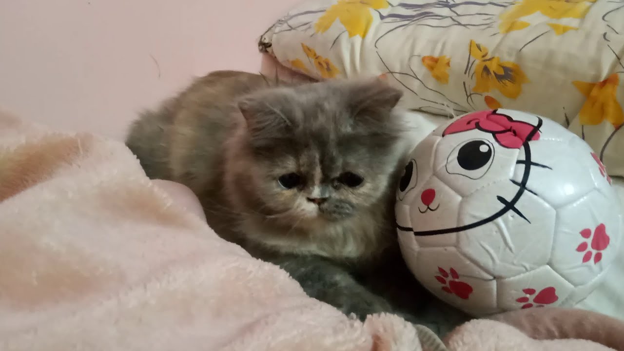 funny cat want to play all day | cute kitten playing with hooman ...
