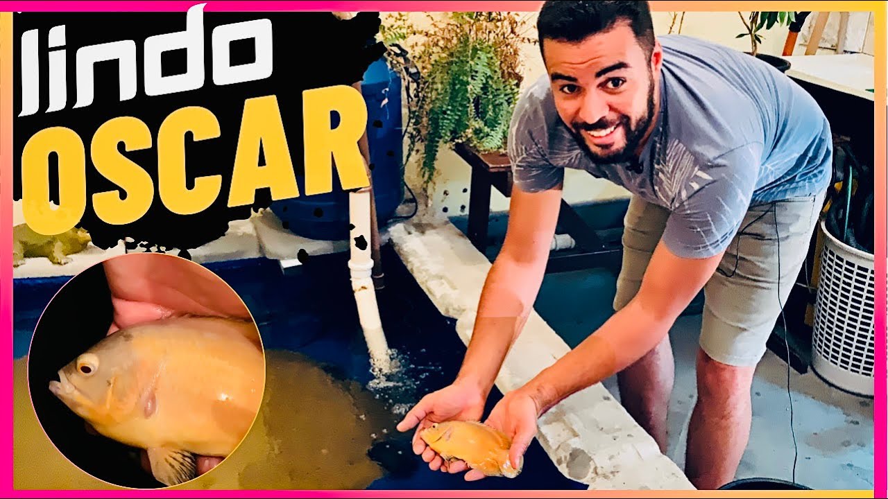 OSCAR ALBINO RED RUBI - YouTube