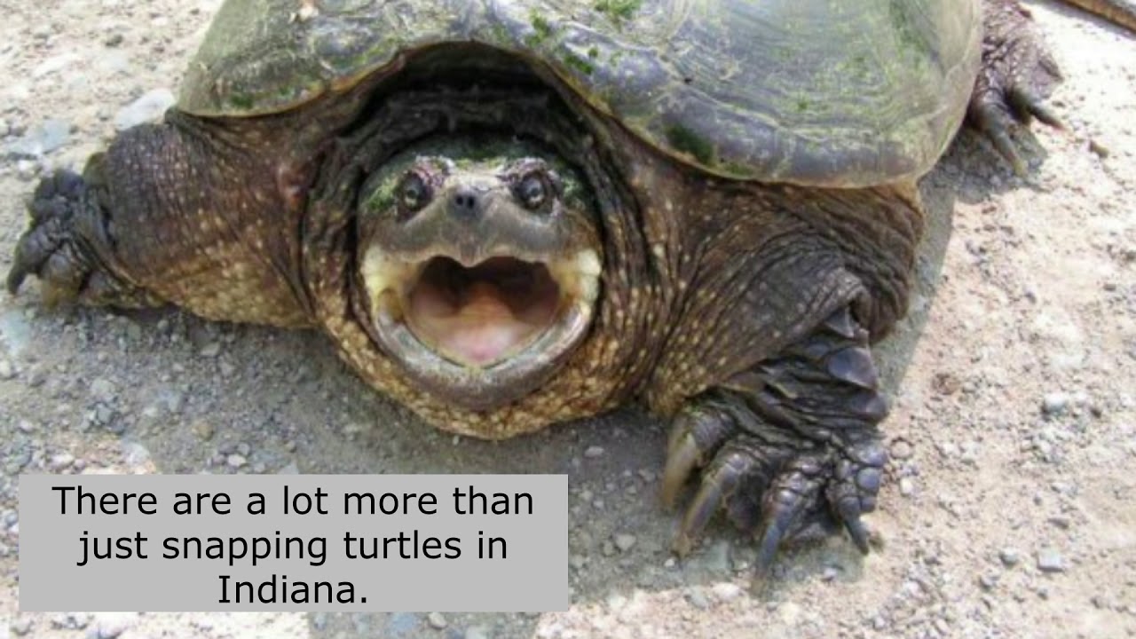Indiana Turtles - YouTube