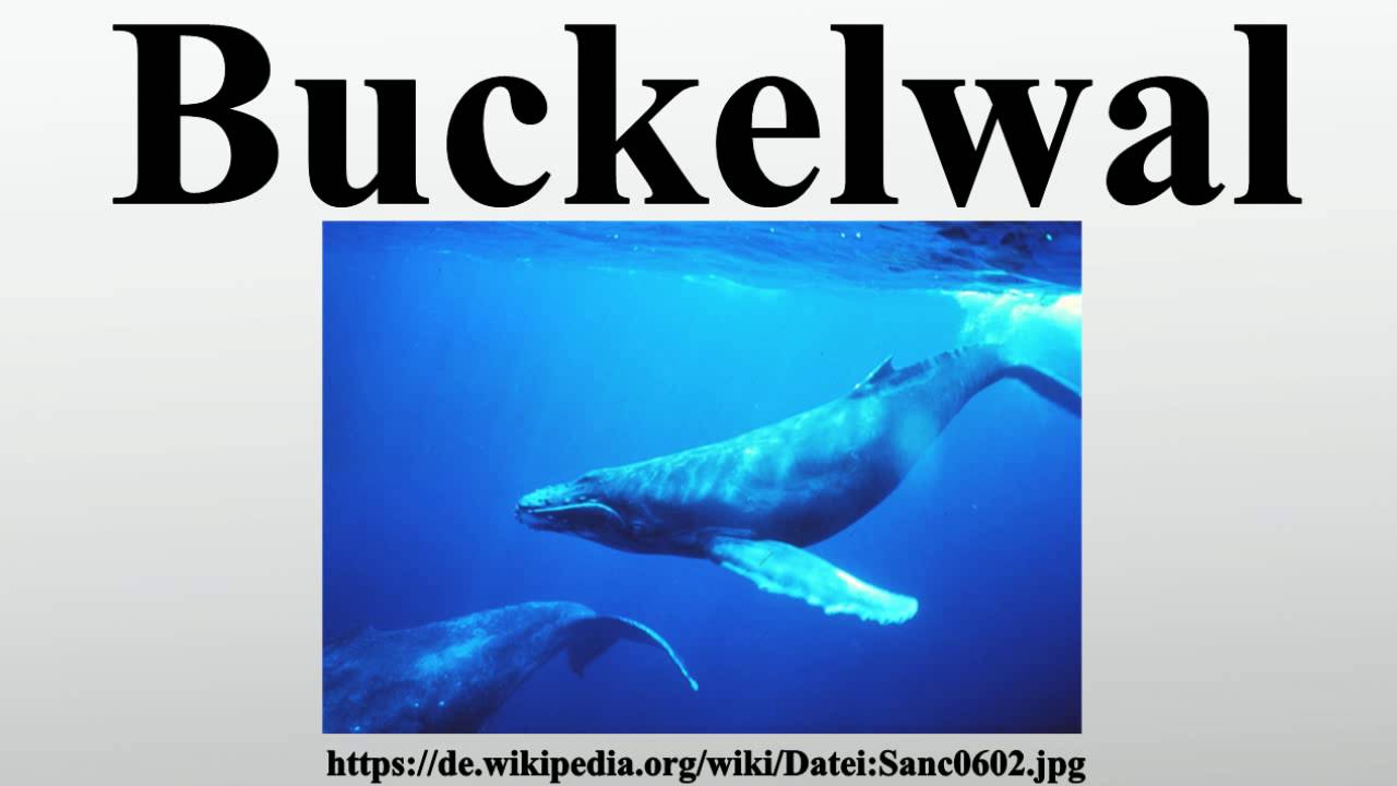 Buckelwal - YouTube