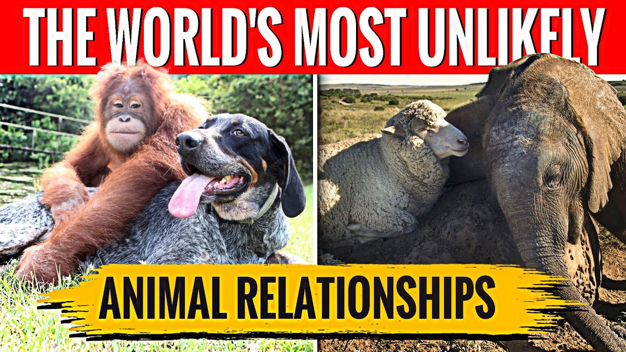 The World's Most Unlikely creature Relationships! - YouTube