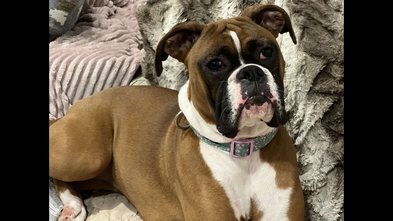 Happy New Year from Boxer Astrid and Boston Rerrier Uriy and Dusia ...