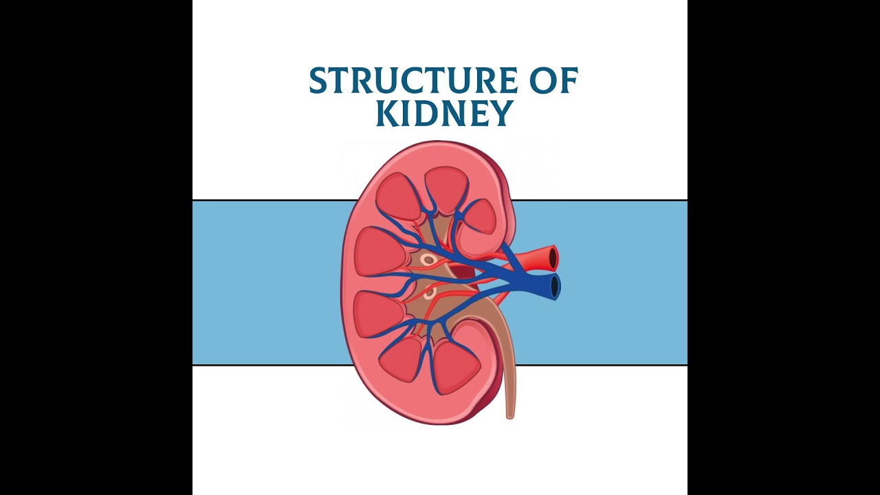 What is Structure Of Kidney ||10th Class Biology Chapter#2||LECTURE #3 ...