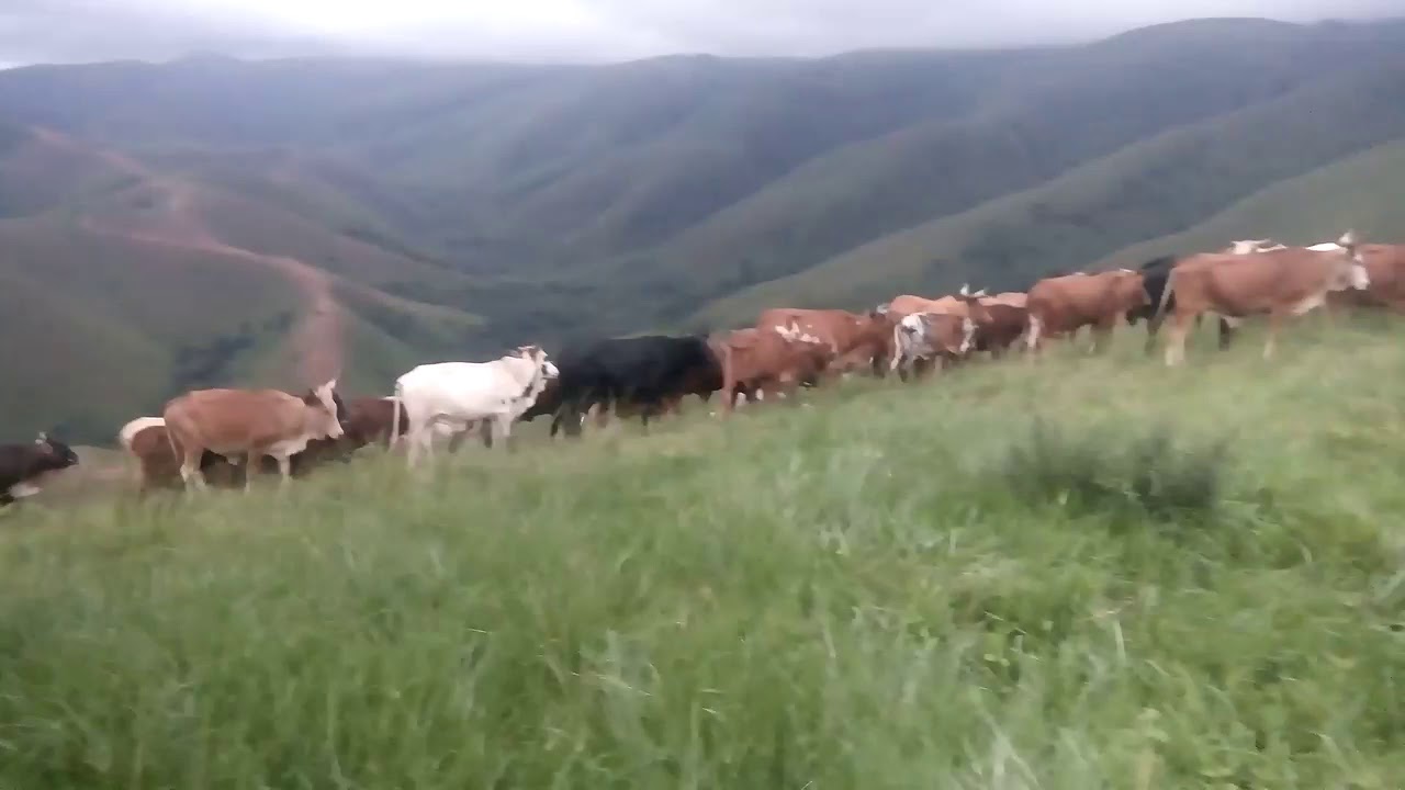 Inka ziwacu(2) - YouTube