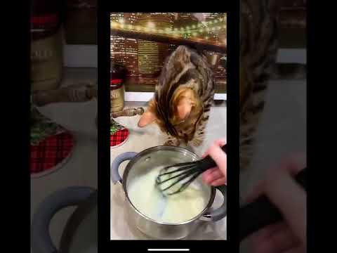 Cat is trying to help owner stir food in the pot! - YouTube