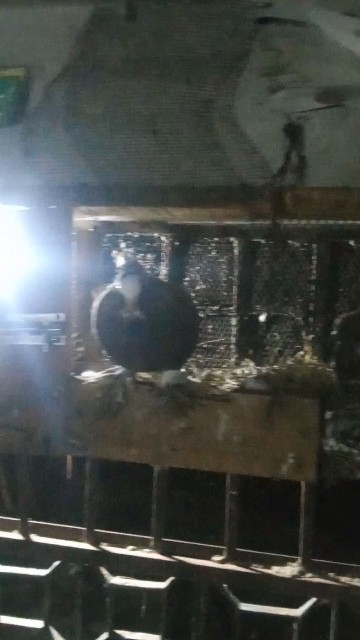 Kabuter kabuter #birds #pigeon #shorts - YouTube