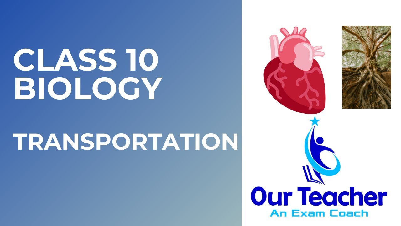 CLASS 10 - TRANSPORTATION- The circulatory system - YouTube