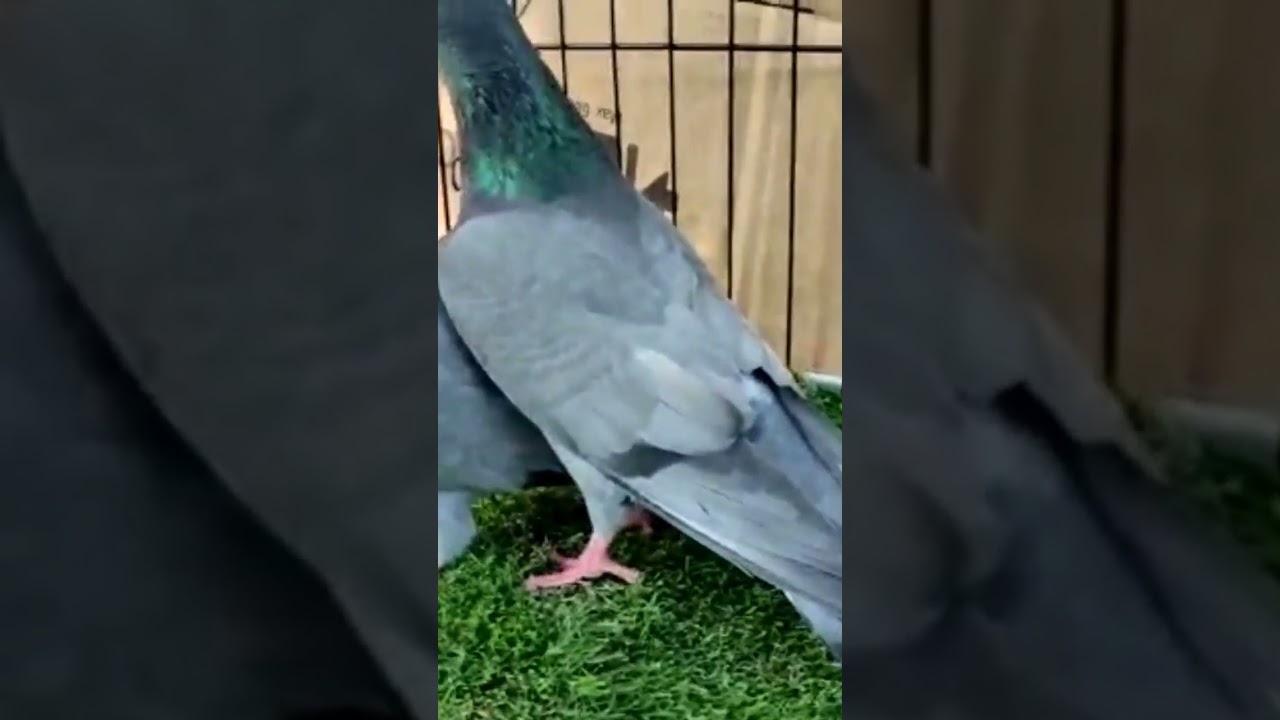 BARLESS HOMER RING BRIDS FELLOW ME :- MR.PIGEONS HUB 😘🤩 ️🌹💚💘🕊️🕊️🕊️ ...