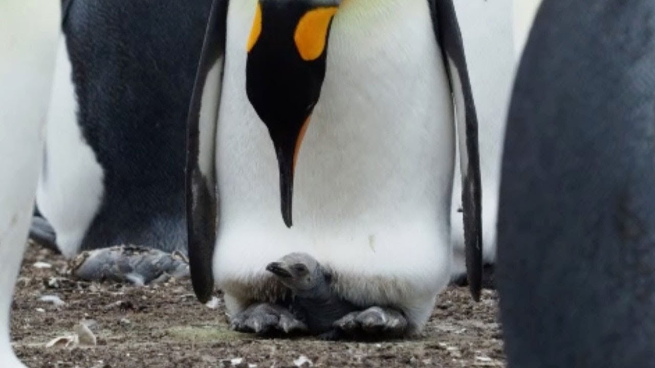 Penguin Chick Emerges Into The World - YouTube
