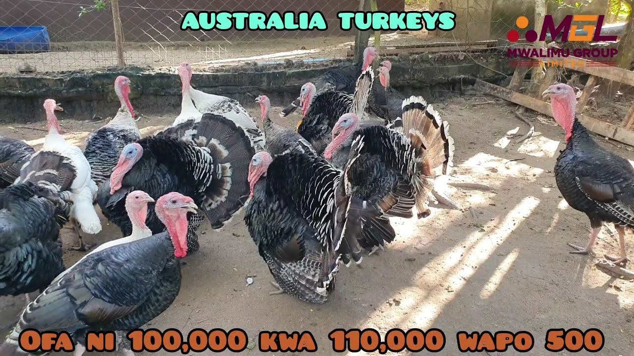Bata mzinga 500 wanauzwa (AUSTRALIA TURKEYS) 0676 176 742 - YouTube