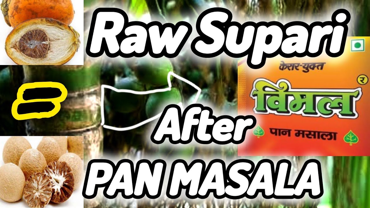 Raw Supari selling for pan masala || Bimal Pan masala Bolo Juban Kesari ...