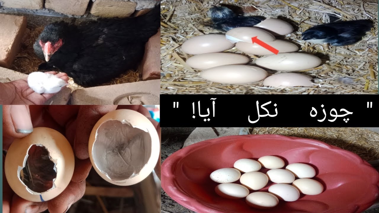 Black Hen Hatches 7 Healthy Chicks – Incredible Natural Hatching ...