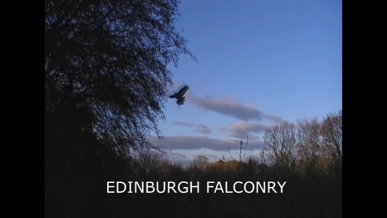Harris Hawk - Falconry - Edinburgh - YouTube