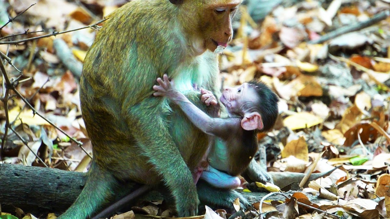 Live: Playful Primates: How Baby Monkeys Learn Through Games, Newborn ...