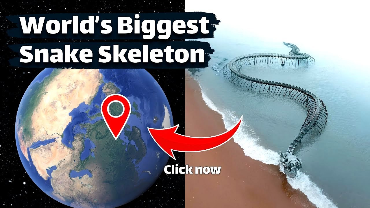 World Biggest Snake Skeleton #skeleton #documentry #scarystories #facts - YouTube