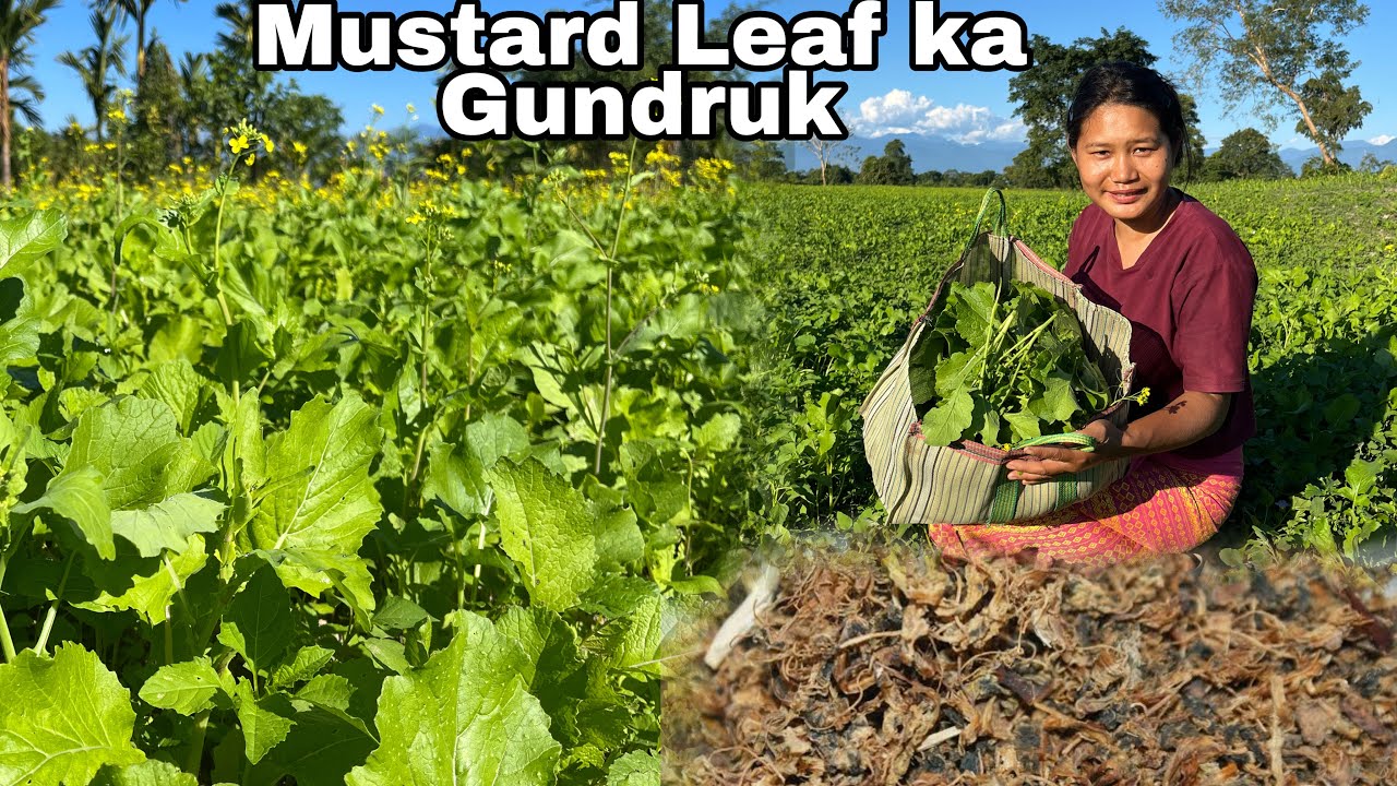 Collecting Mustard Leaves for Gundruk | How to make fermented Gundruk ...
