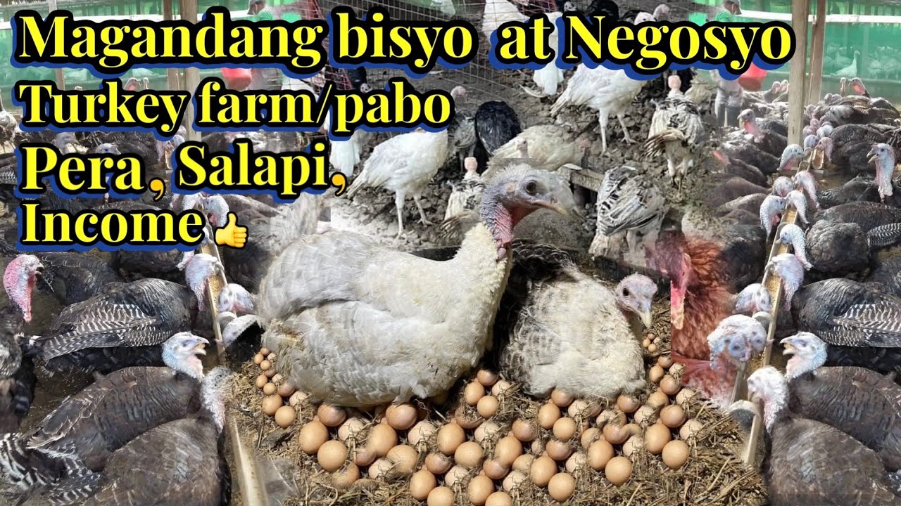 MAGANDANG BISYO at NEGOSYO | TURKEY/PABO FARM | KAFARMERS - YouTube
