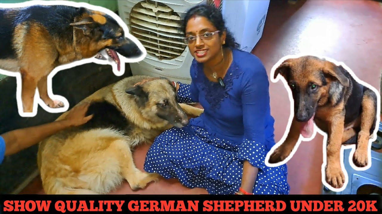 BEST SHOW QUALITY GERMAN SHEPHERD ONLY IN 20,000 ||BEST OFFER - YouTube