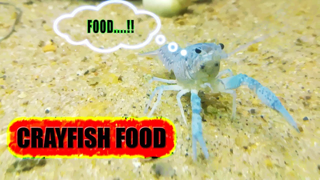Crayfish Food | Crayfish Feeding | Best Crayfish food | Crayfish Diet ...