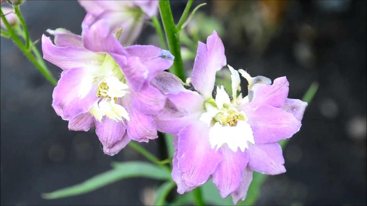 Дельфиниум многолетний. Цветы дельфиниума двух сортов - YouTube