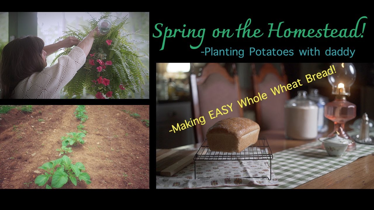 Spring on the Homestead | EASY Whole Wheat Bread | Garden Preview - YouTube