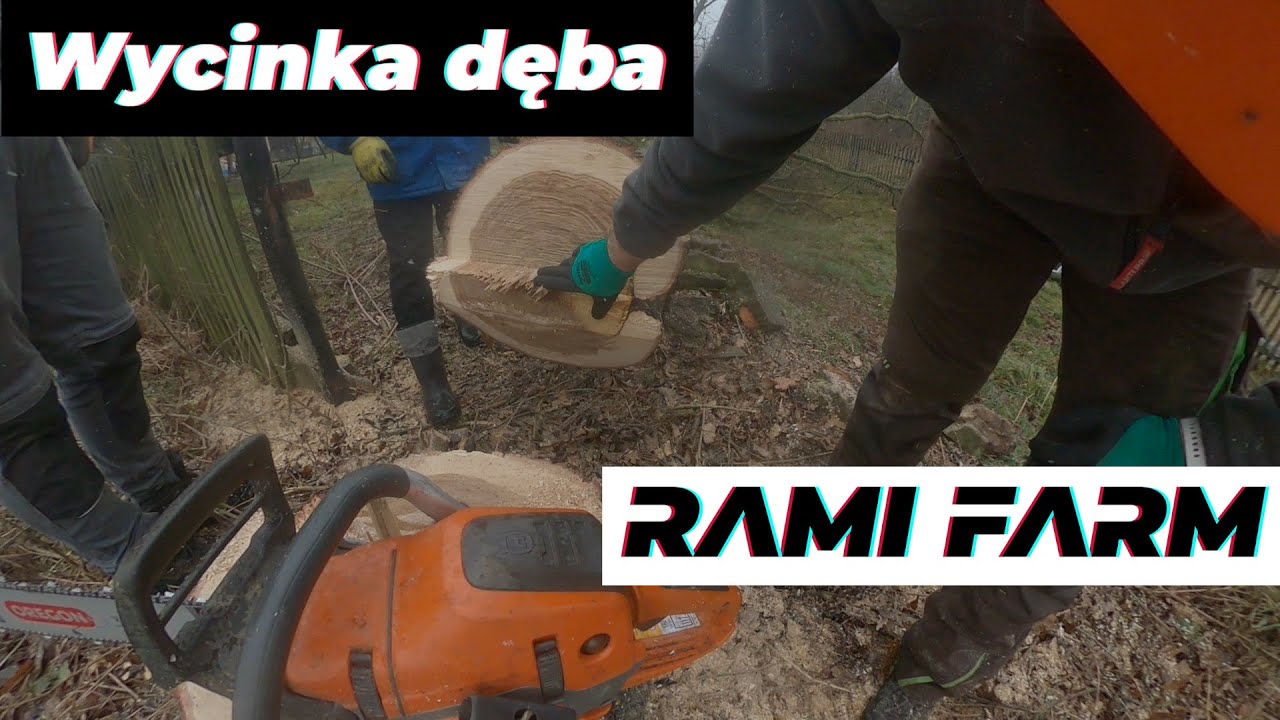 Wycinka Dęba U Rodziców Mojego Przyjaciela Radka Z Kanału RAMI FARM ...