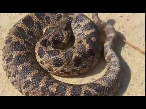 Carolina Pygmy Rattlesnake, Southern Hognose and Northern Pine Snake ...
