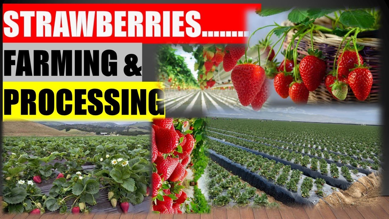 #Farming Modern Strawberry Farming - YouTube