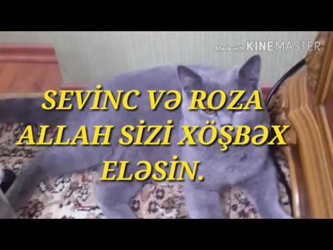 SEVİNC ALLAH SƏNİ XÖŞBƏXT ELƏSİN.