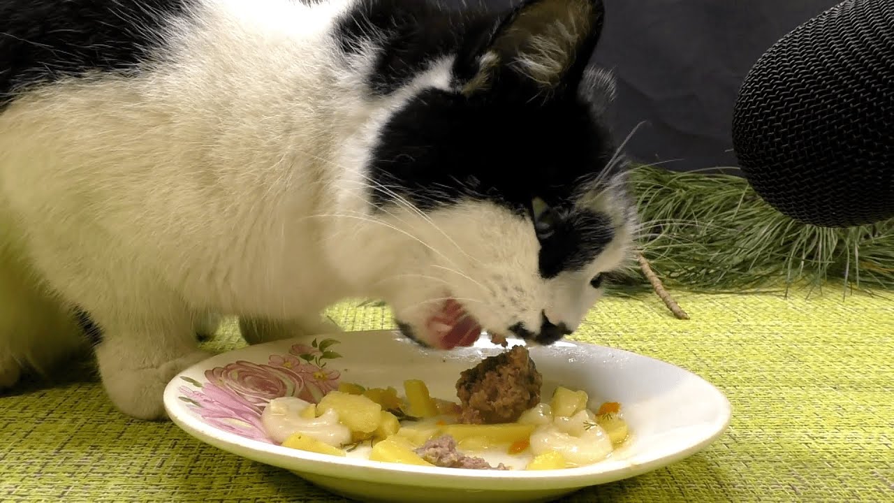Mukbang Asmr Cat eating soup asmr | Animal asmr 239 - YouTube