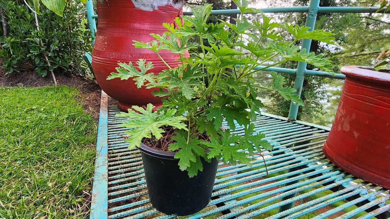 Lemon Geranium Magic! Unveiling the World of Scented Geraniums - YouTube