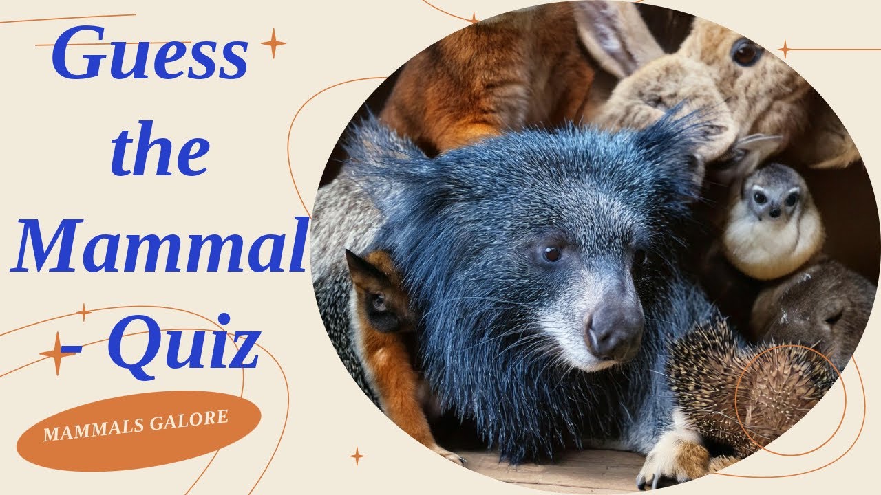 EP3 | Guess the Mammal | Challenge | Guess and Learn | Quiz for kids ...