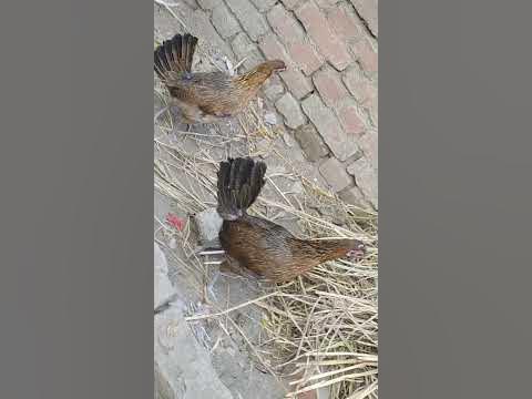 pure red jungle fowl hen - YouTube