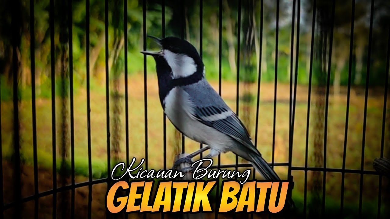 GELATIK BATU GACOR | KICAUAN BURUNG GELATIK BATU #170 - YouTube