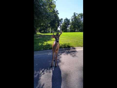 Deer eating donuts