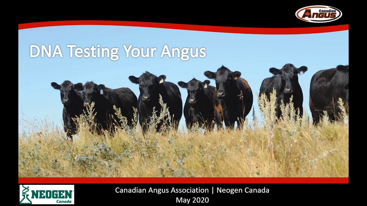 DNA Testing Your Angus - YouTube
