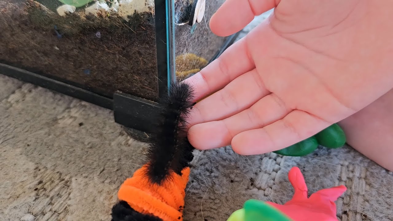 My new woolly bear caterpillar pet - YouTube
