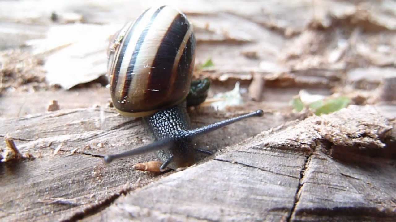 Snail emerging from its shell, sped up - part 2 #Mollusc - YouTube