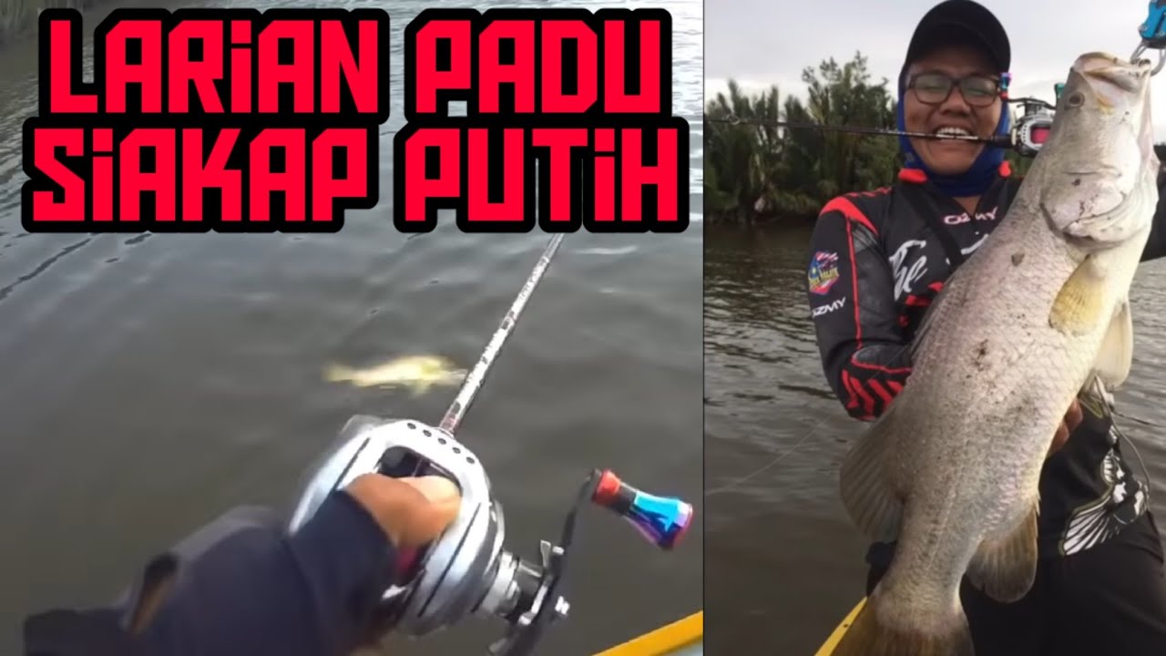 Episod 16: Siakap Putih/Barramundi Sg Suai, Niah - YouTube