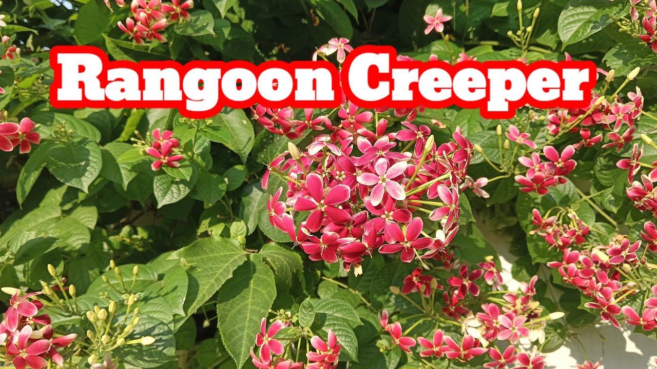 Rangoon |A Highly Fragrant Flowering Vine For Summers & Monsoon | How ...