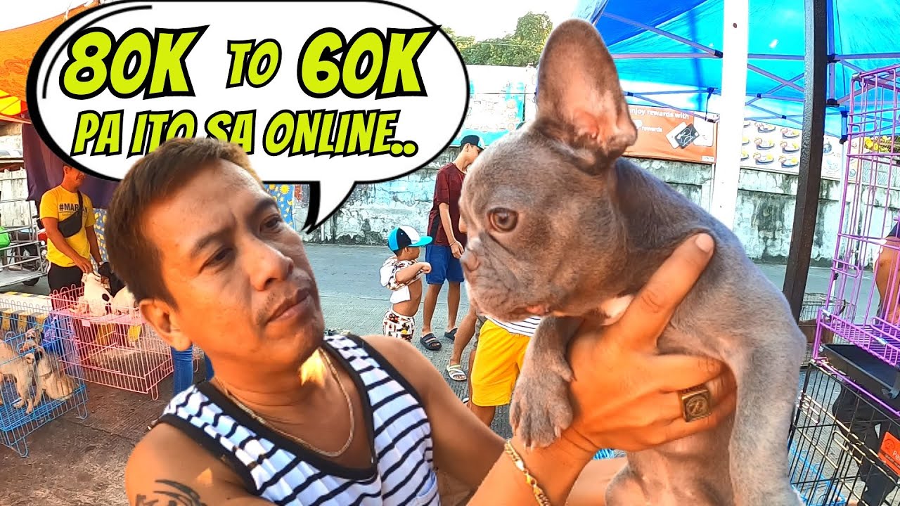 MALIIT NA COMPANION DOG BA?..MUKHANG MAHAL AT PANG-MAYAMAN.. - YouTube