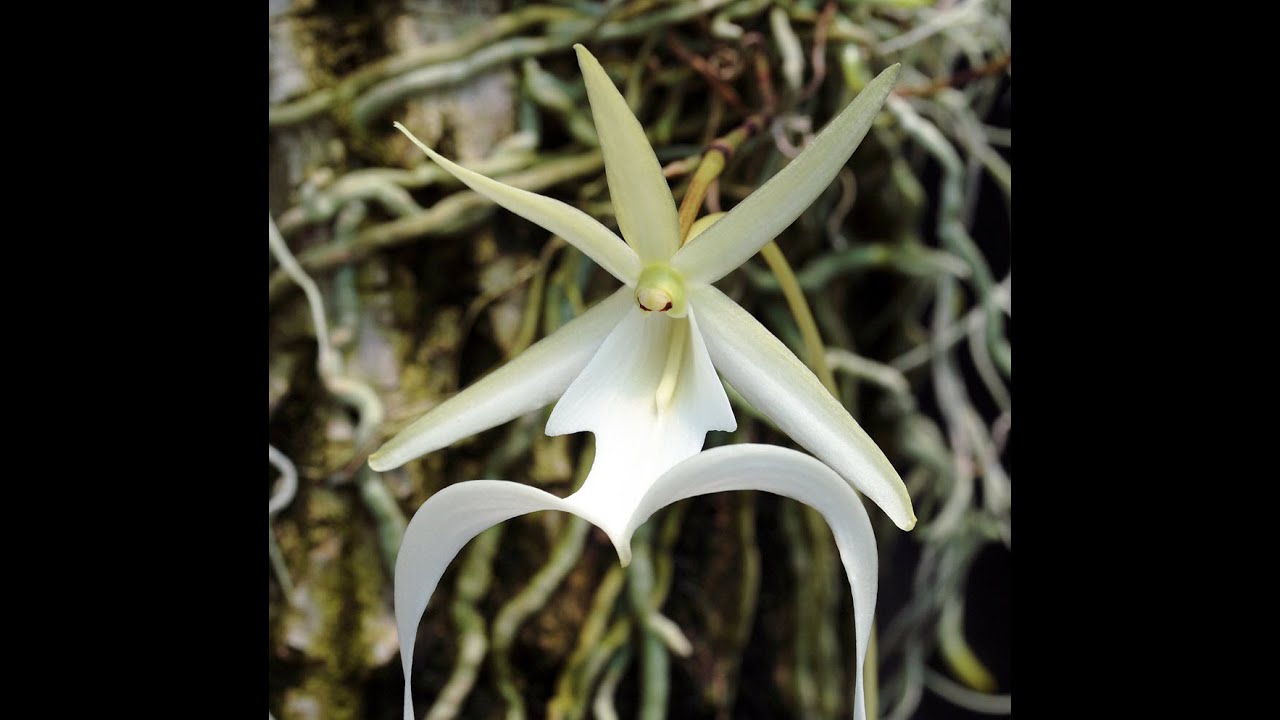 il ladro di orchidee e l'orchidea fantasma: Dendrophylax lindenii (foto ...