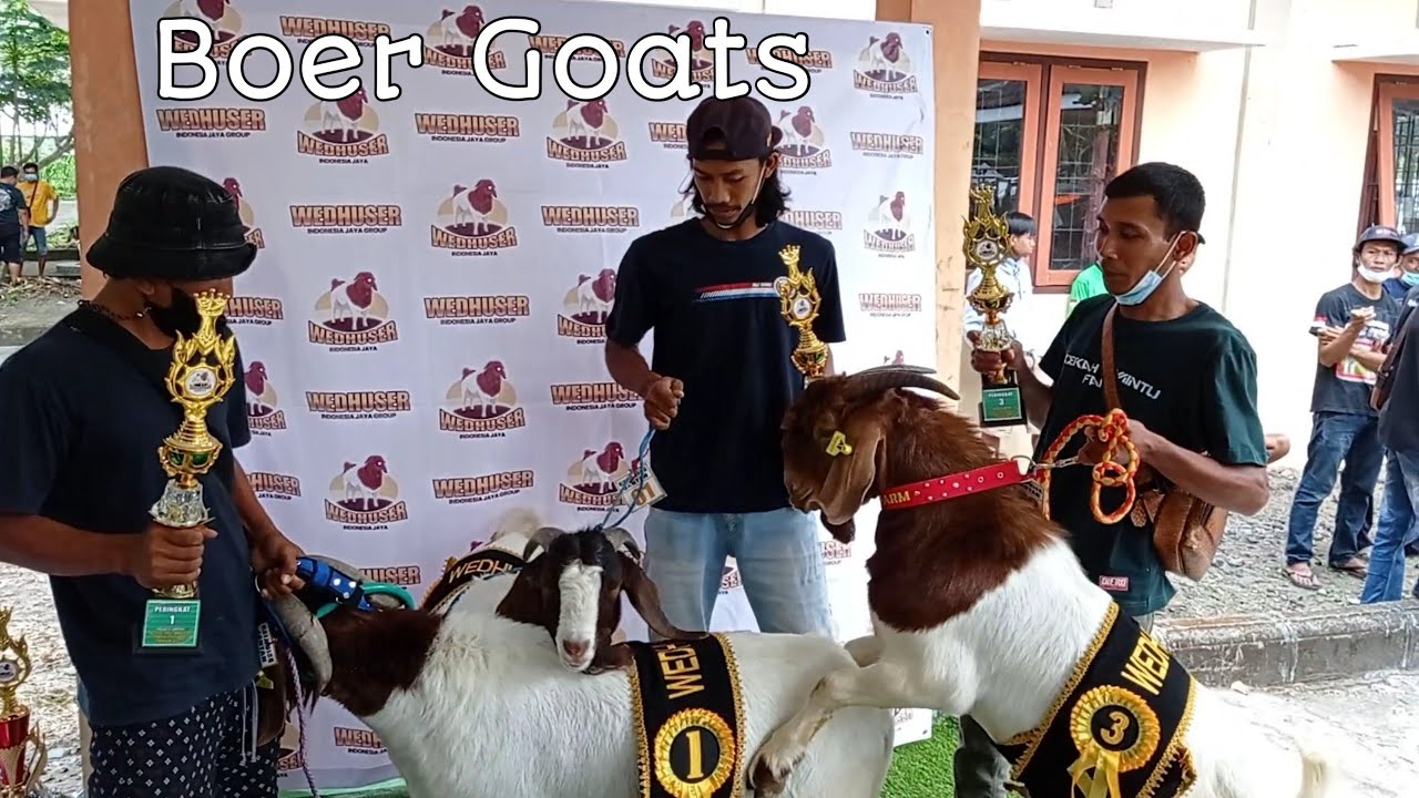KAMBING BOER FULL BLOOD HADIR! KONTES KAMBING BOER 2021 BLITAR | Boer ...