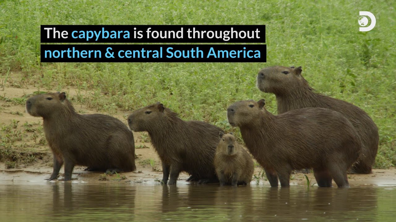 Meet the Capybara - YouTube