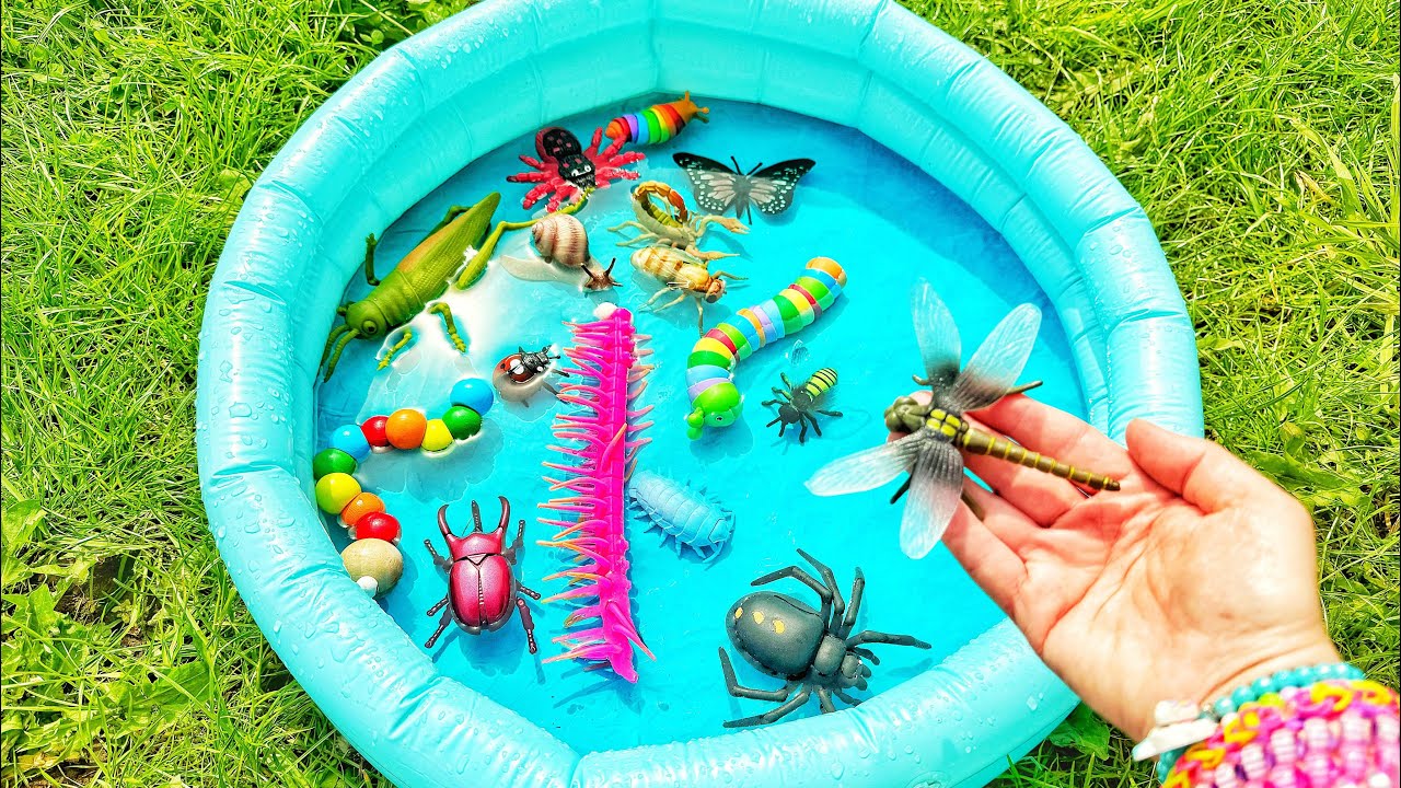 Learn bugs names & facts for babies toddlers kindergarteners kids - YouTube