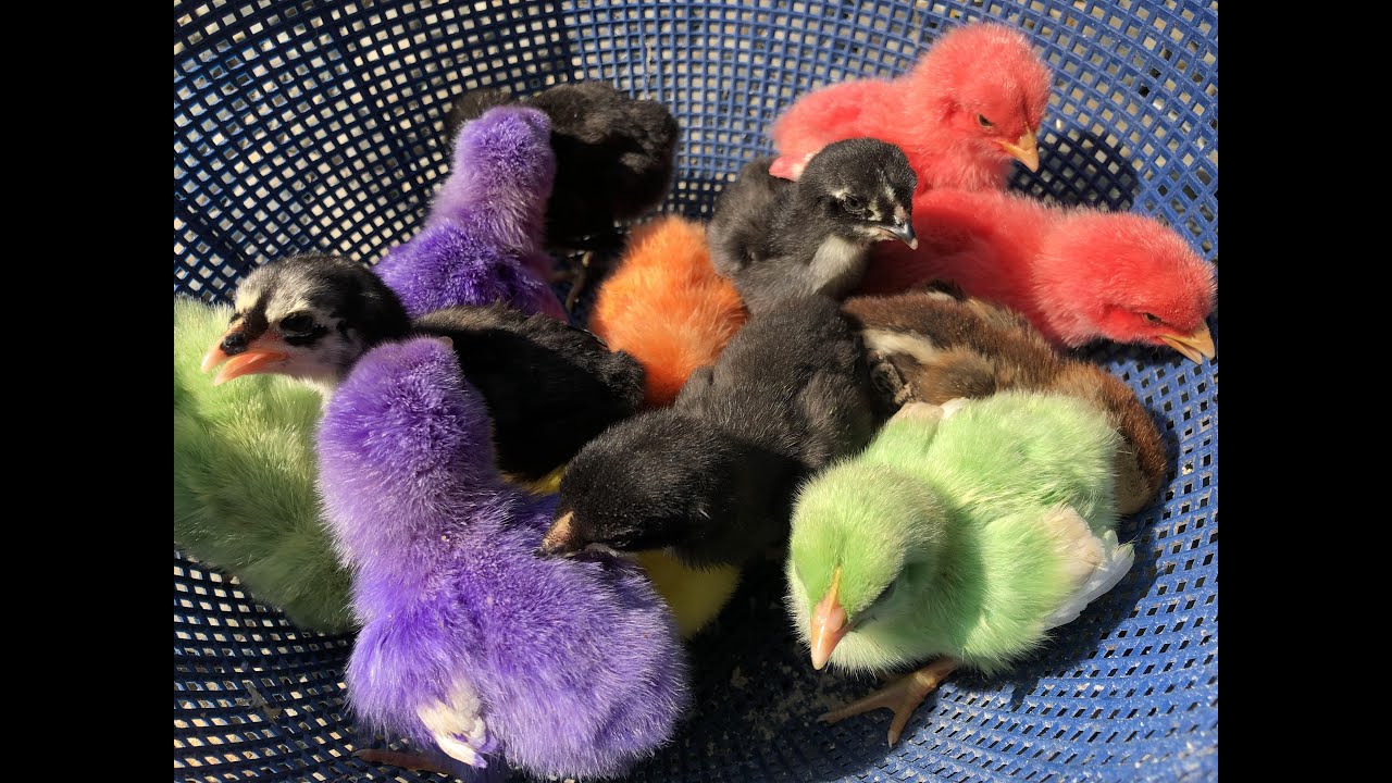 TERBARU !! MENANGKAP ANAK AYAM WARNA-WARNI LUCU & IMUT SORE HARI DI ...