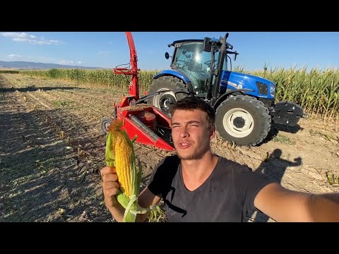 Kuyuda su bitti mısırı biçmek zorunda kaldık! Tanelik silajı