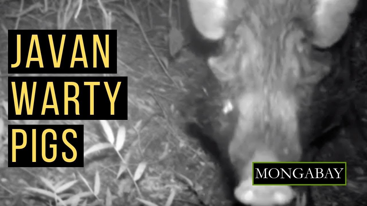 Wild Javan warty pigs caught on camera for the very first time 2 - YouTube