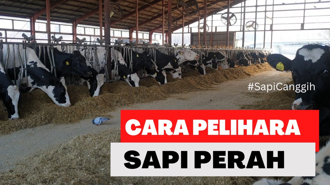 Cara Pelihara Sapi Perah - YouTube